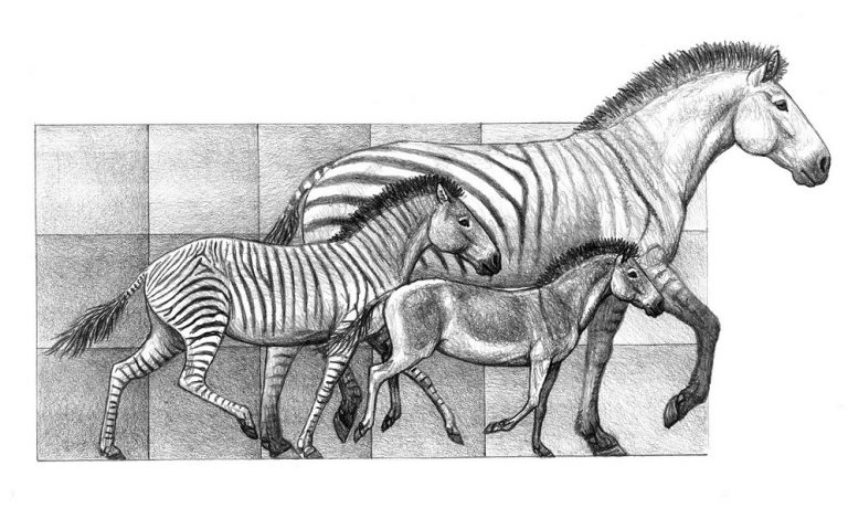 La evolución del caballo y el cambio climático – Rumbos